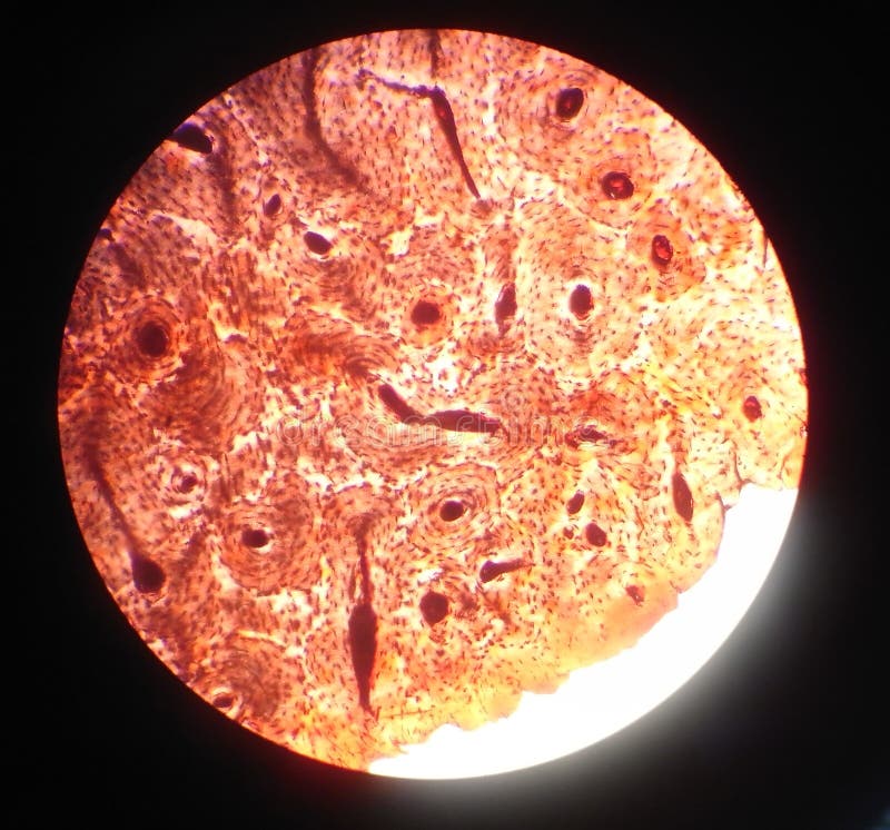 Cutting disc stock photo. Image of slices, slice, biology - 25314524