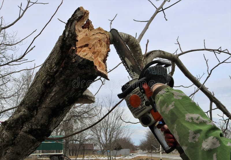 Cutting Down a Branch on a Broken Tree with a Chainsaw Stock Photo ...