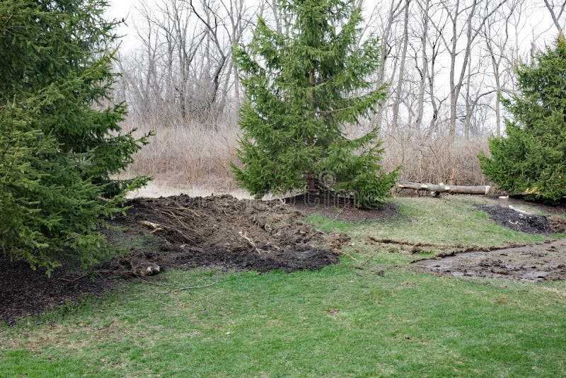 Cutting Down Deciduous Trees in Deforestation Stock Image - Image of ...