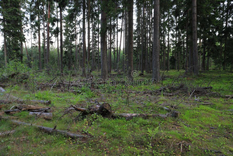 Cutting Down in the Forest, Clearing with Pieces of Logs Stock Image ...