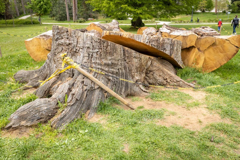 Cutting Down Old, Several-year-old Trees, Environmental Concept ...