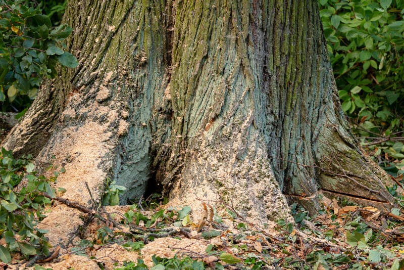 Cutting Down an Old Sick Poplar. Felling Dry Trees in the Park. Stock ...