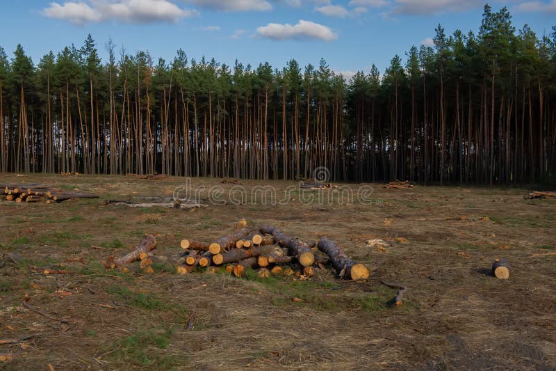 Cutting Down Pine Trees in the Forest, Destruction of the Forest Stock ...