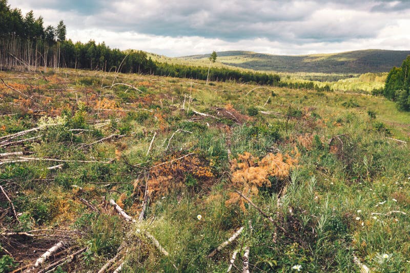 Cutting Down and Thinning Trees in Large Clearing in the Forest ...