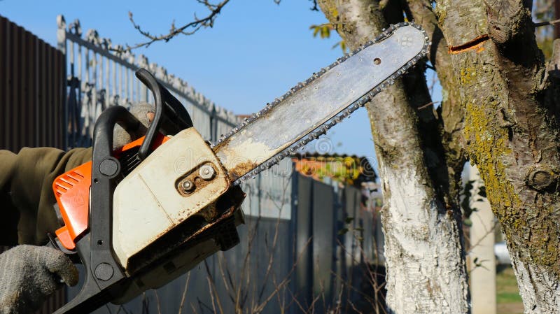 Cutting Down Tree Branches Using a Chainsaw Stock Image - Image of bark ...