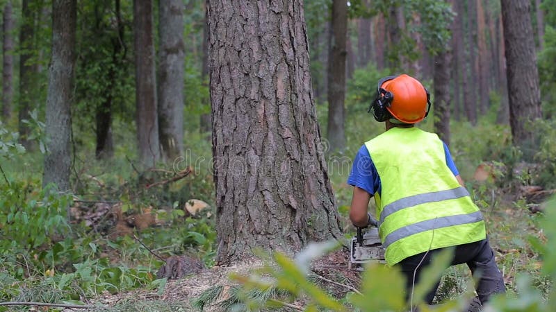 Tree Forestry Stock Footage & Videos - 13,485 Stock Videos