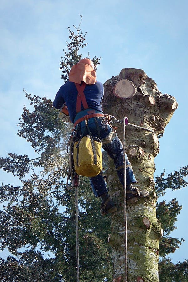 Cutting Down Tree with a Chainsaw #1 Stock Image - Image of trimming ...