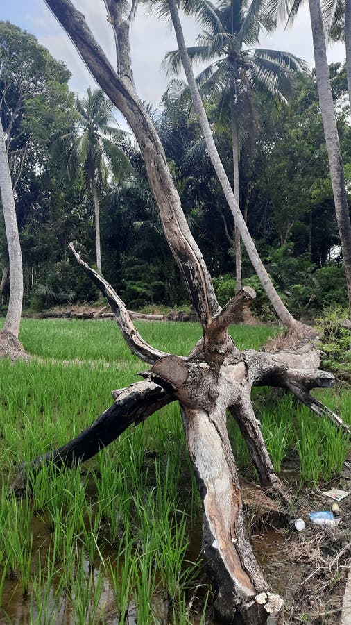 Cutting Down Trees and Burning Forests Stock Image - Image of burning ...