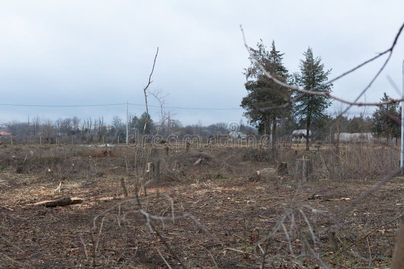 Cutting Down Trees in the City. Deforestation. Ecological Catastrophe ...