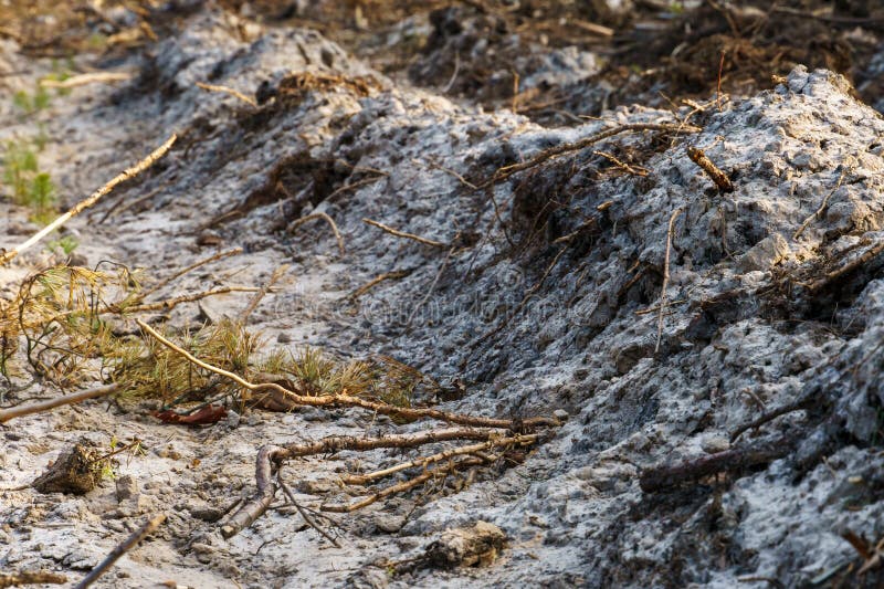 Cutting Down Trees. Deforestation and Timber Harvesting Stock Image ...