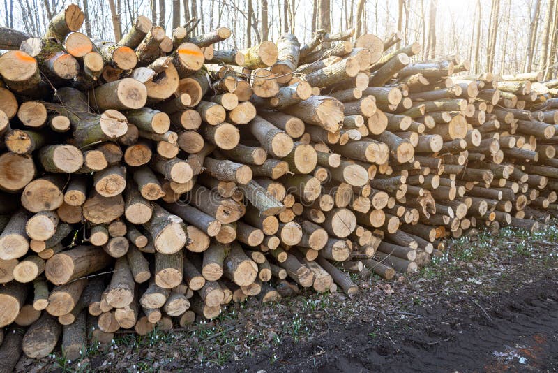 Cutting Down Trees in the Forest, Deforestation, Broken Trees Stock ...