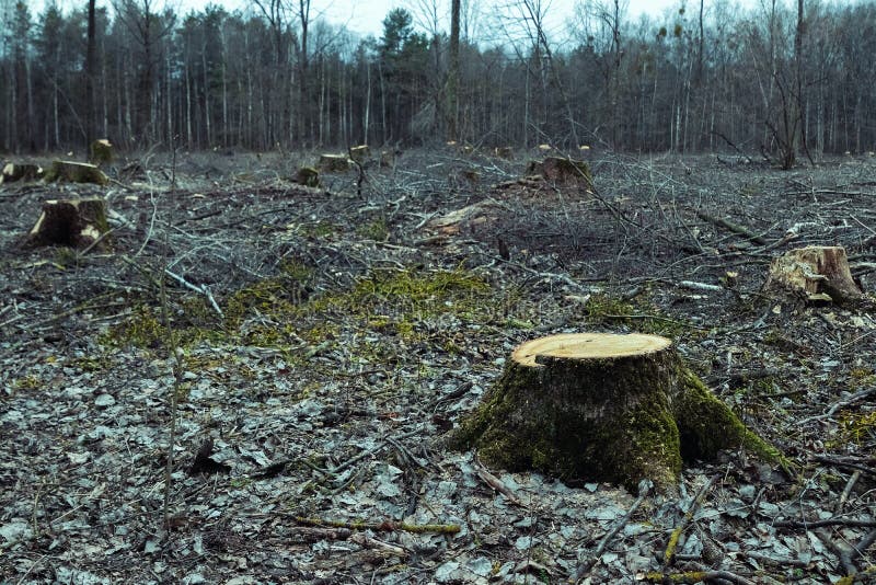 Cutting Down Trees, Forest Destruction. Glade Stumps in the Forest ...