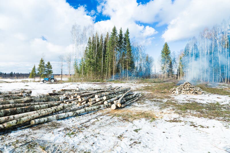 Cutting Down A Tree In Winter
