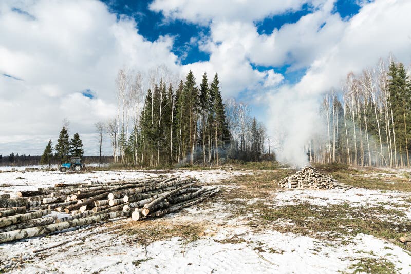 Cutting Down Trees in the Forest Stock Photo - Image of logging ...