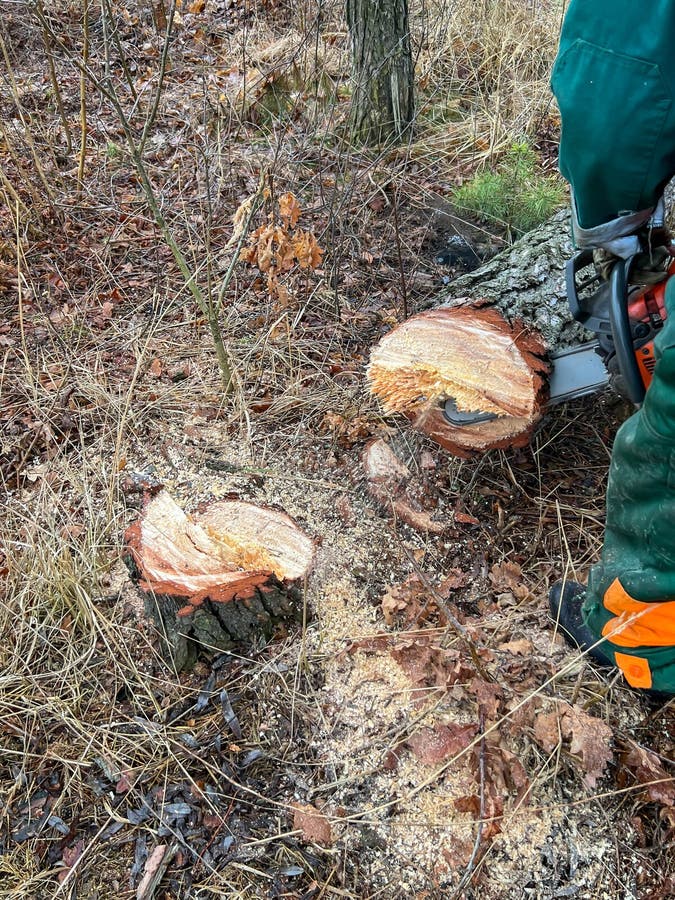 Cutting Down Trees with a Hand-held, Petrol-powered Chainsaw Stock ...