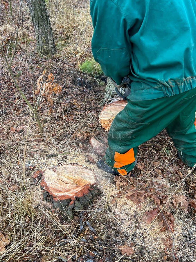 Cutting Down Trees with a Hand-held, Petrol-powered Chainsaw Stock ...