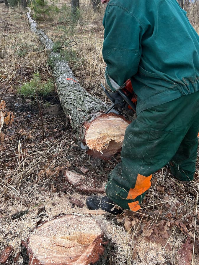 Cutting Down Trees with a Hand-held, Petrol-powered Chainsaw Stock ...