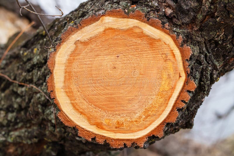 Cutting Down a Willow Tree Trunk. Cross Section of a Tree with Thick ...