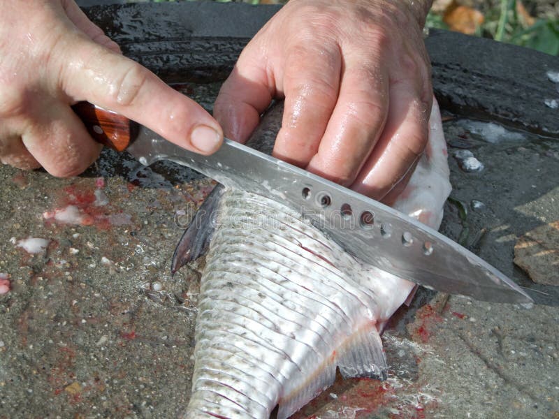 Cutting fish stock photo. Image of fish, river, nature - 12632216