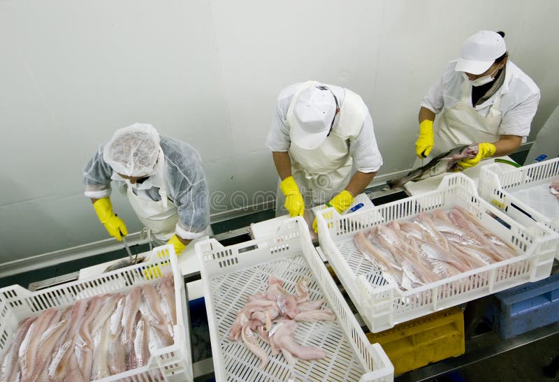 Fish food factory stock image. Image of fish, cutting - 11400149