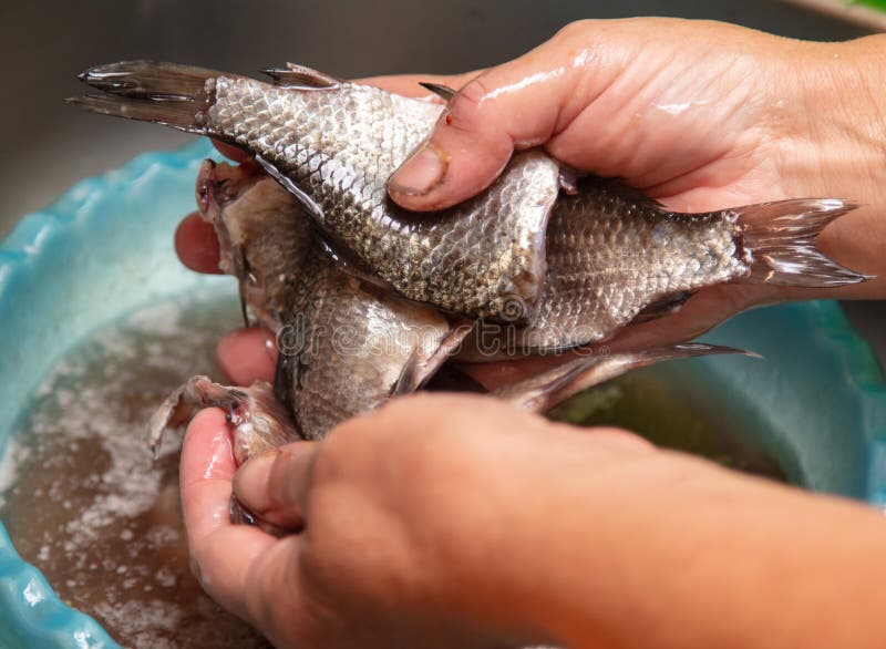 Cutting Fish in the Kitchen Stock Image - Image of sashimi, closeup ...
