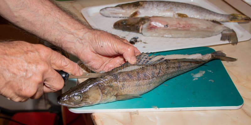 Cutting Fish in the Kitchen. Hands with a Knife Cut Up Fish on Cutting ...