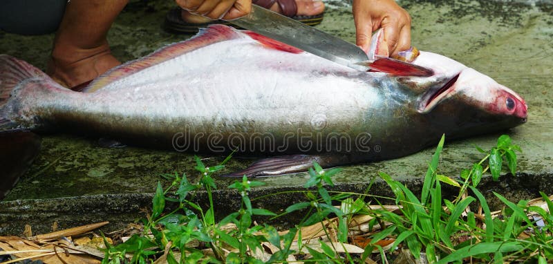 Cutting fish stock image. Image of delicious, slicing - 96847543
