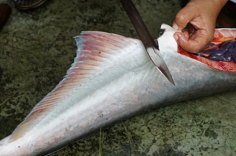 Cutting fish stock photo. Image of seafood, cutting, slicing - 96852424