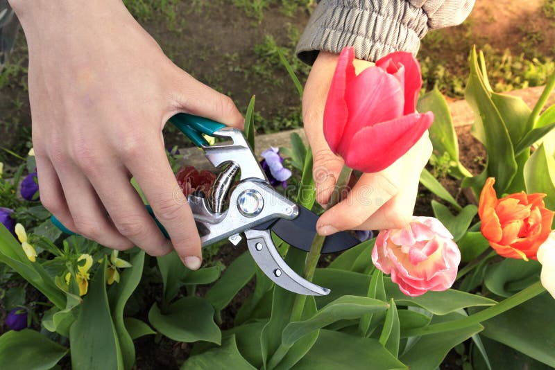 Cutting Flowers To Prepare a Bouquet with a Secateurs Stock Photo ...