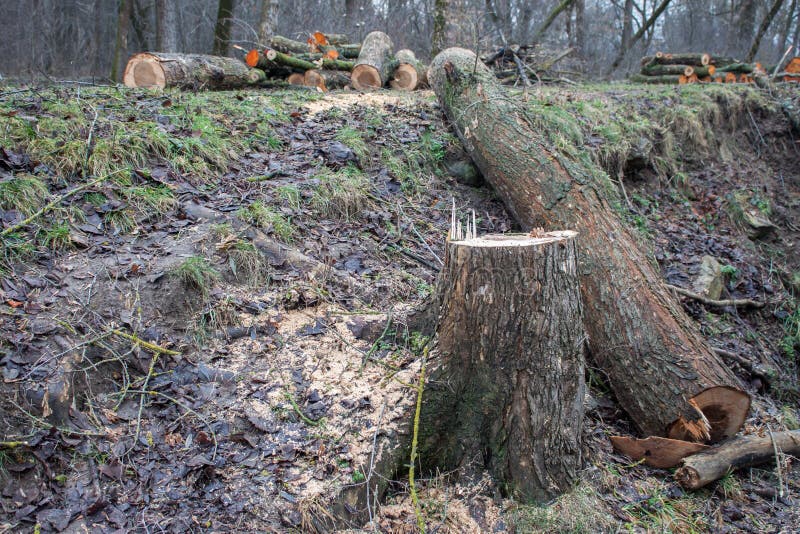 Cutting of forests. stock image. Image of rough, close - 107398107