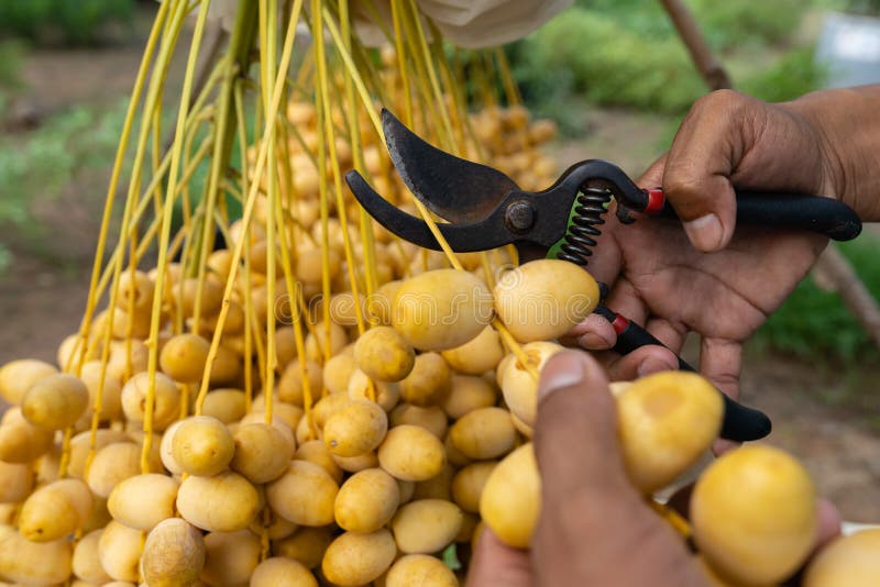 Cutting Fresh Dates Bunch Hanging from a Date Palm Tree Stock Photo ...