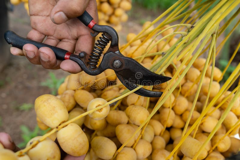 Cutting Fresh Dates Bunch Hanging from a Date Palm Tree Stock Photo ...