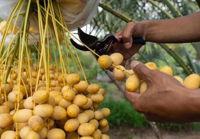 Cutting Fresh Dates Bunch Hanging from a Date Palm Tree Stock Image ...