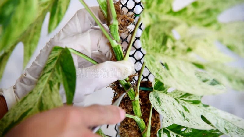 Fresh Leaf of Epipremnum Pinnatum Marble Plant in a Pot Stock Video ...