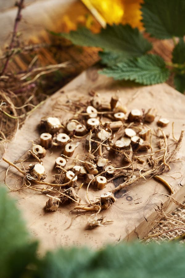 Cutting Fresh Stinging Nettle Root Rhizome Preparation Herbal Tincture ...