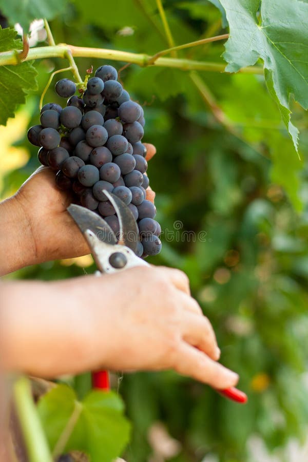 Grape cut in half stock image. Image of bunch, hachis - 23702239