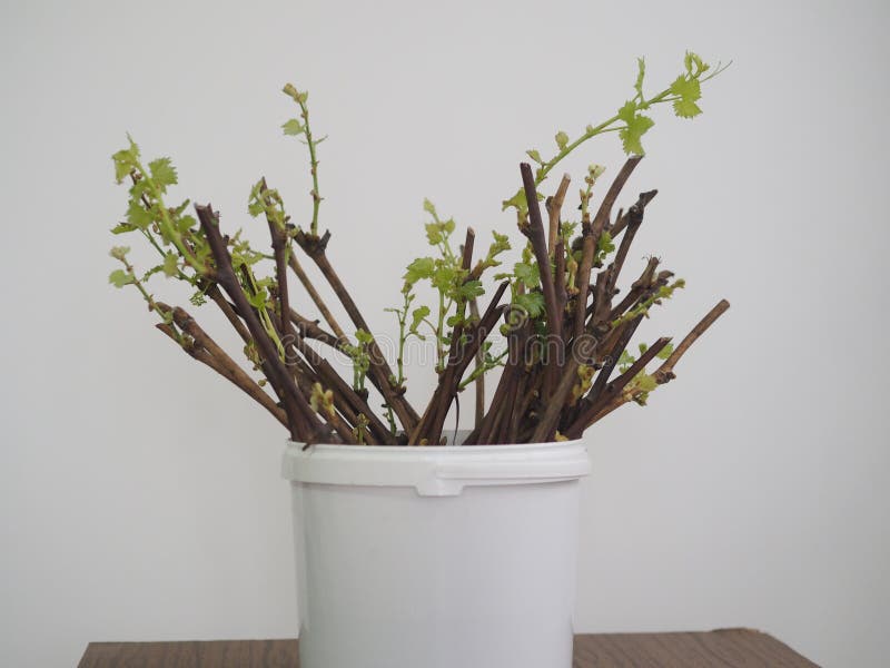 Cutting Grapes. New Processes on the Stalks of Grapes Stock Photo ...