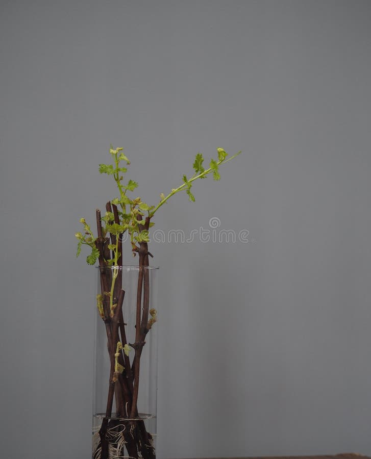 Cutting Grapes. New Processes on the Stalks of Grapes Stock Image ...