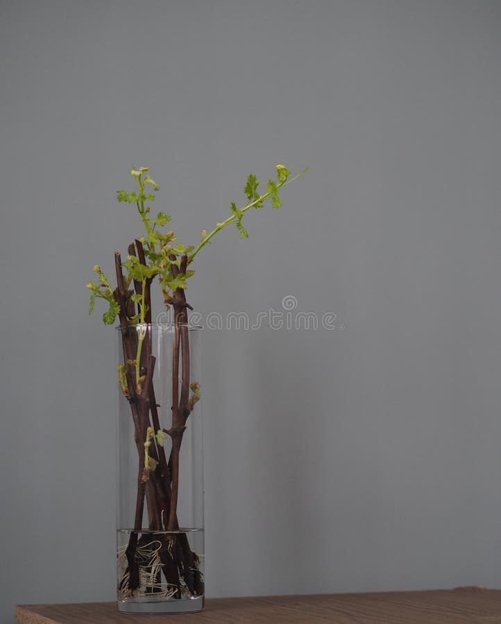 Cutting Grapes. New Processes on the Stalks of Grapes Stock Photo ...