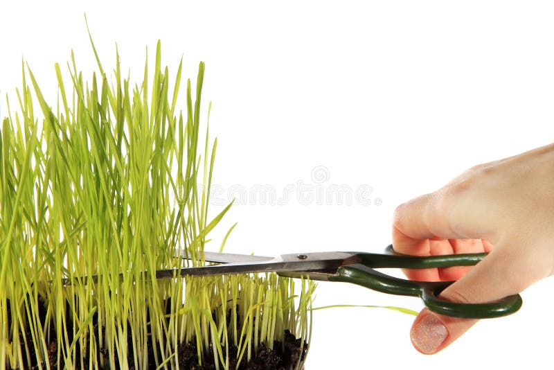 Cutting the Grass stock photo. Image of freshness, cutting - 22760946