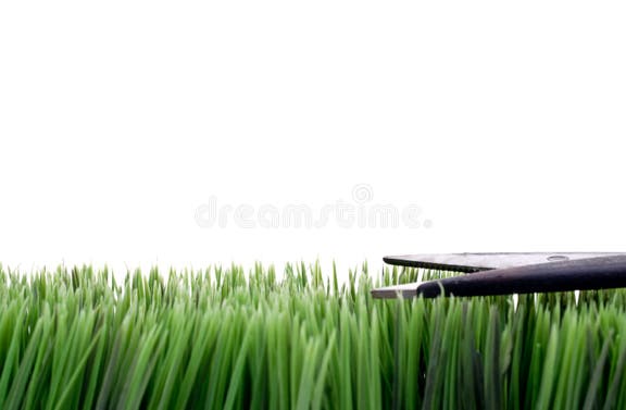 Cutting the Grass with Scissors Stock Photo - Image of green, lawn: 7300802