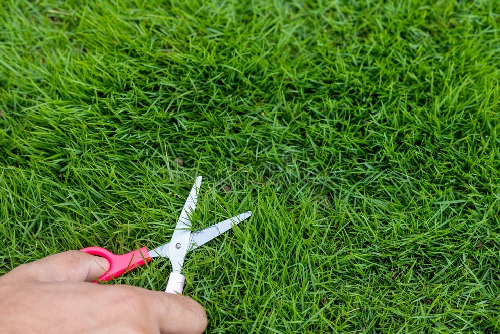 Cutting the Grass with a Small Scissors Stock Photo - Image of ...