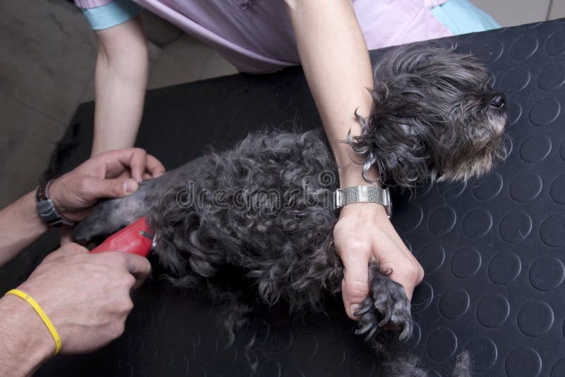 Cutting the hair of a dog stock image. Image of purebred - 14593985