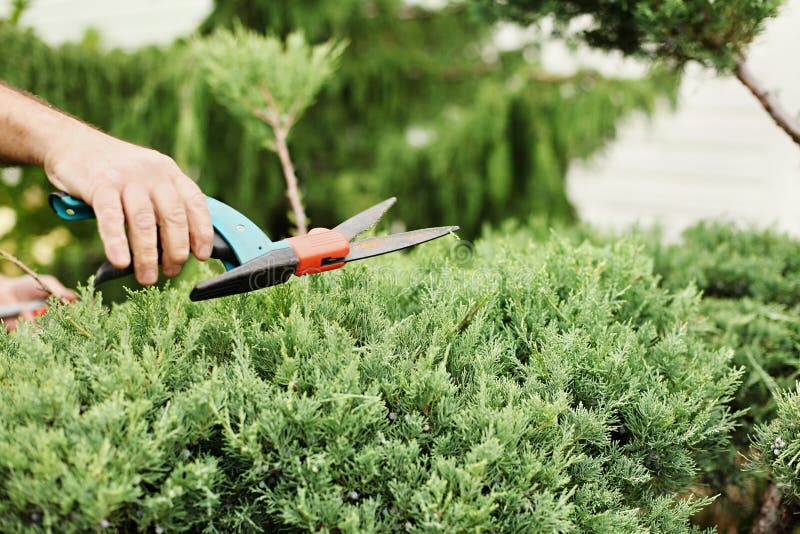 Cutting Juniper. Someone Trimming Bushes with Garden Scissors Stock ...