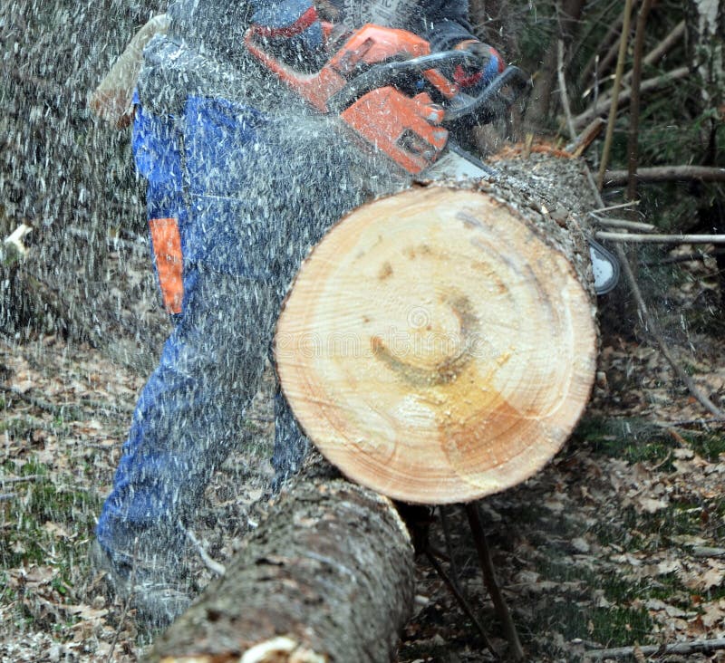 Lumberjack Cutting Down Tree Stock Photo - Image of apparel, machine ... Lumberjack Cutting Down Tree Stock Photo - Image of apparel, machine ...