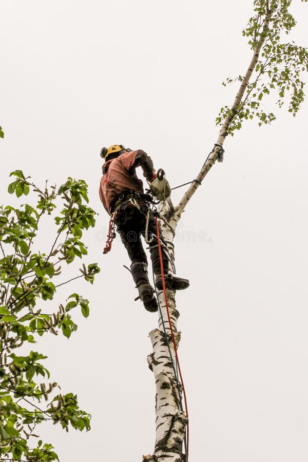 Cutting the Last Branch from the Tree Editorial Stock Photo - Image of ...