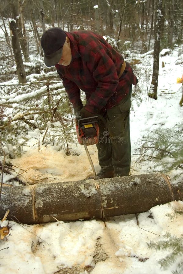 Lumberjack cutting trees stock photo. Image of manly, sawyer - 938680