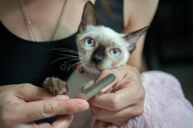 Cropped Shot View of Pet S Owner Using a Nail Files for Trimming after ...