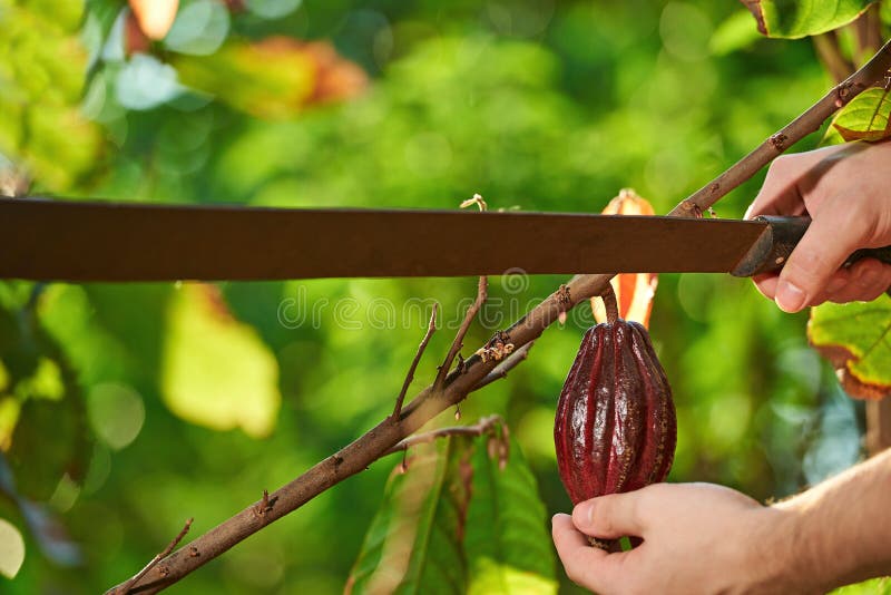 Man Machete Cutting Coconut Nicaragua Stock Photo - Image of corn, work ...