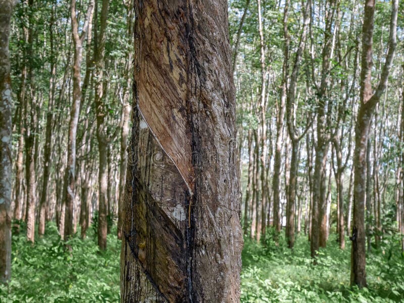 Cutting Marks on a Rubber Tree Trunk Stock Photo - Image of rubber ...